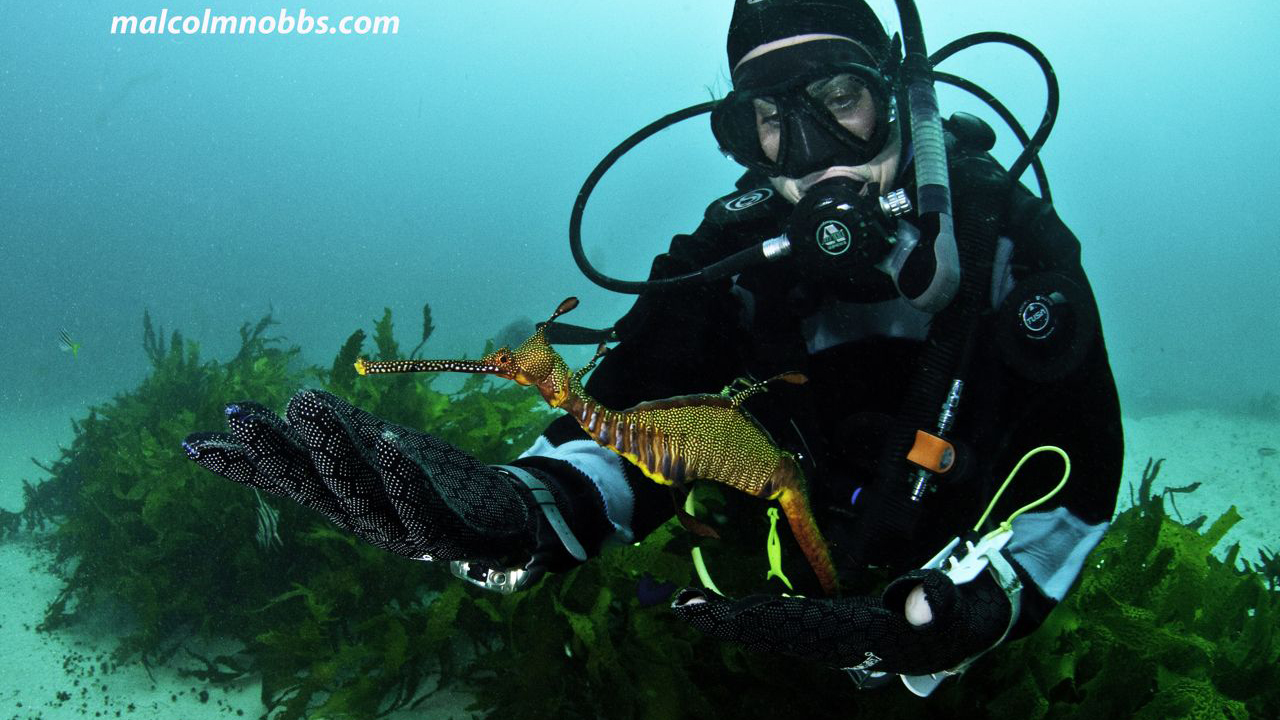 What is an Openwater Certifications - PADI VS SSI VS BSAC VS SDI...